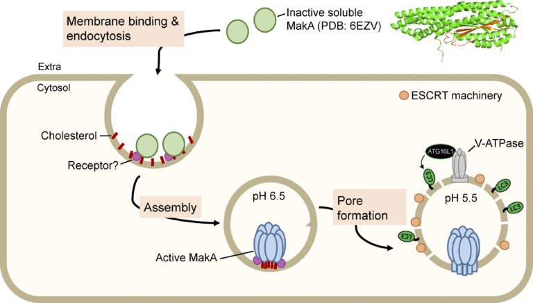 V Cholerae Maka Is A Cholesterol Binding Pore Forming Toxin That